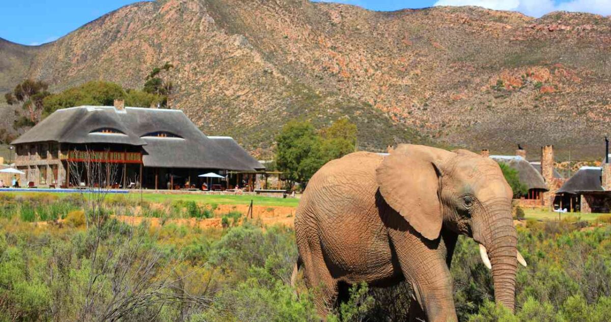 Top 9 Game Reserves Near Cape Town in 2023