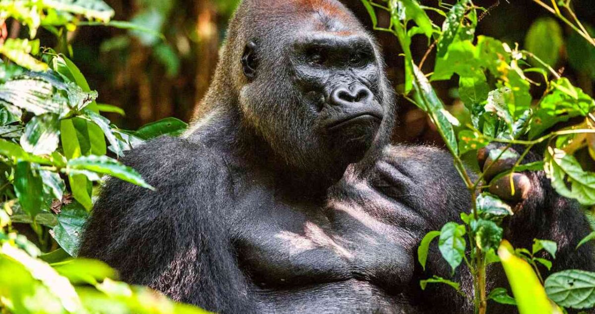 Ten Best Places To See Gorillas in Africa