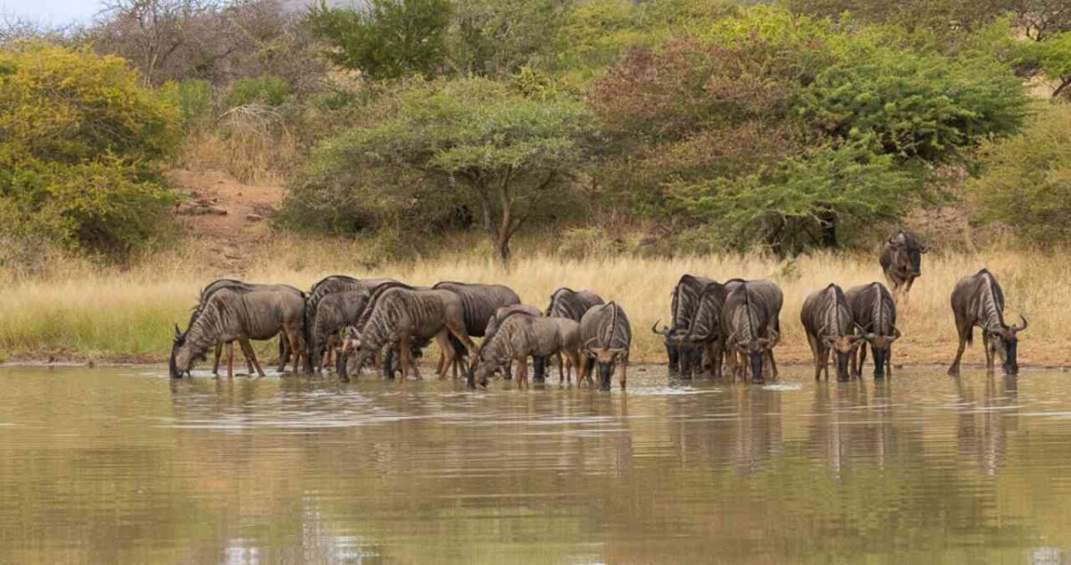 Top 10 Game Reserves Near Durban in 2023