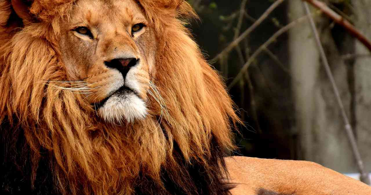 42 African Safari Animals You Must See - AfricaIncoming Blog