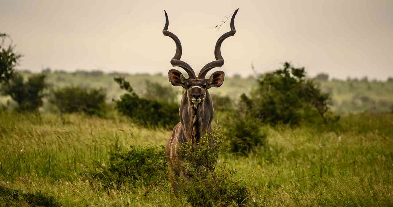 42 African Safari Animals You Must See - AfricaIncoming Blog