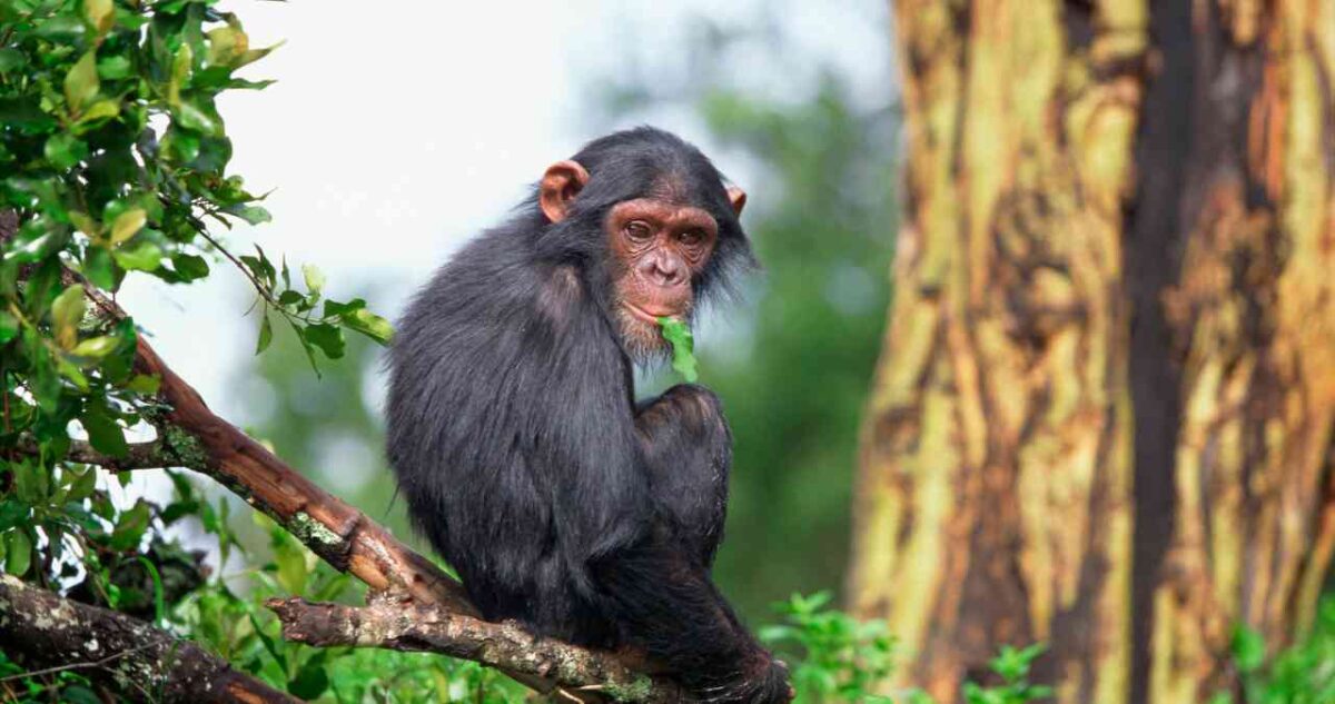 42 African Safari Animals You Must See - AfricaIncoming Blog