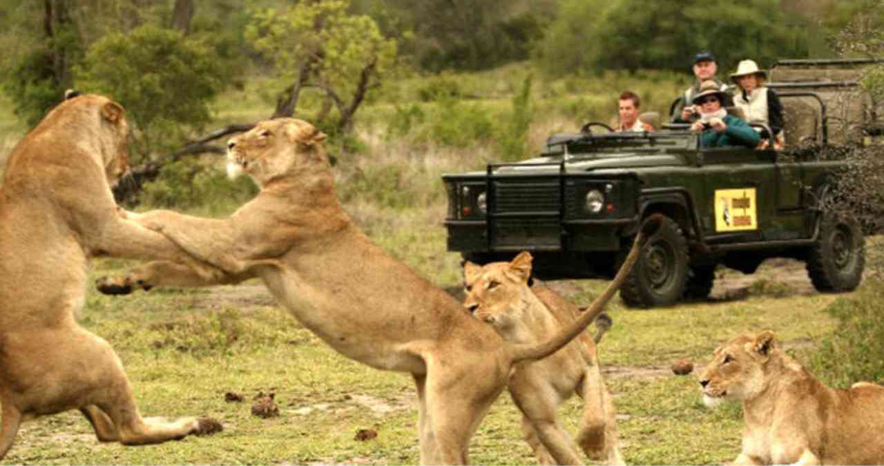 20 Best Private Game Reserves In South Africa