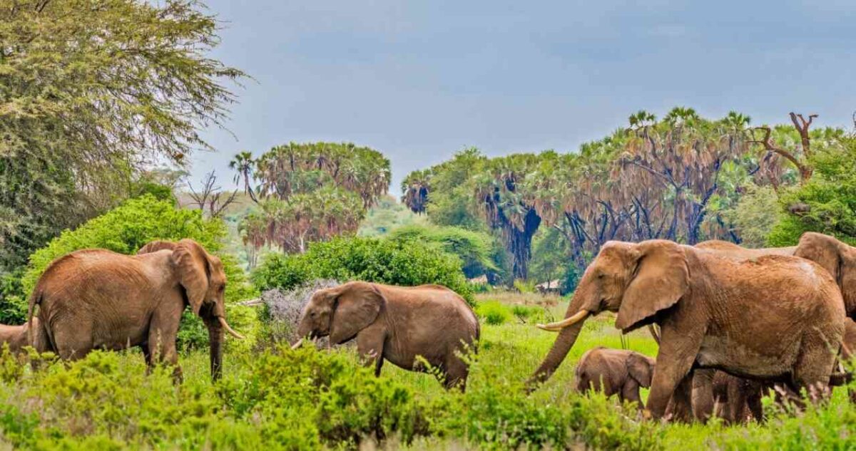 10 Best Safari Parks And Game Reserves Near Nairobi