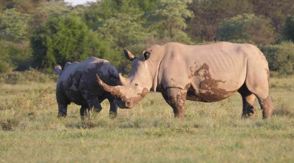 10 Best Safari Parks in Namibia in 2024 - AfricaIncoming Blog