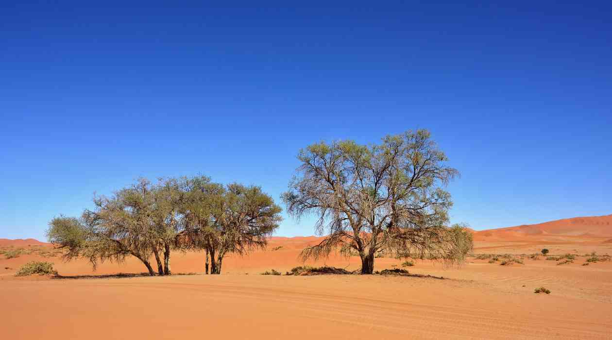 10 Best Safari Parks in Namibia in 2024 - AfricaIncoming Blog